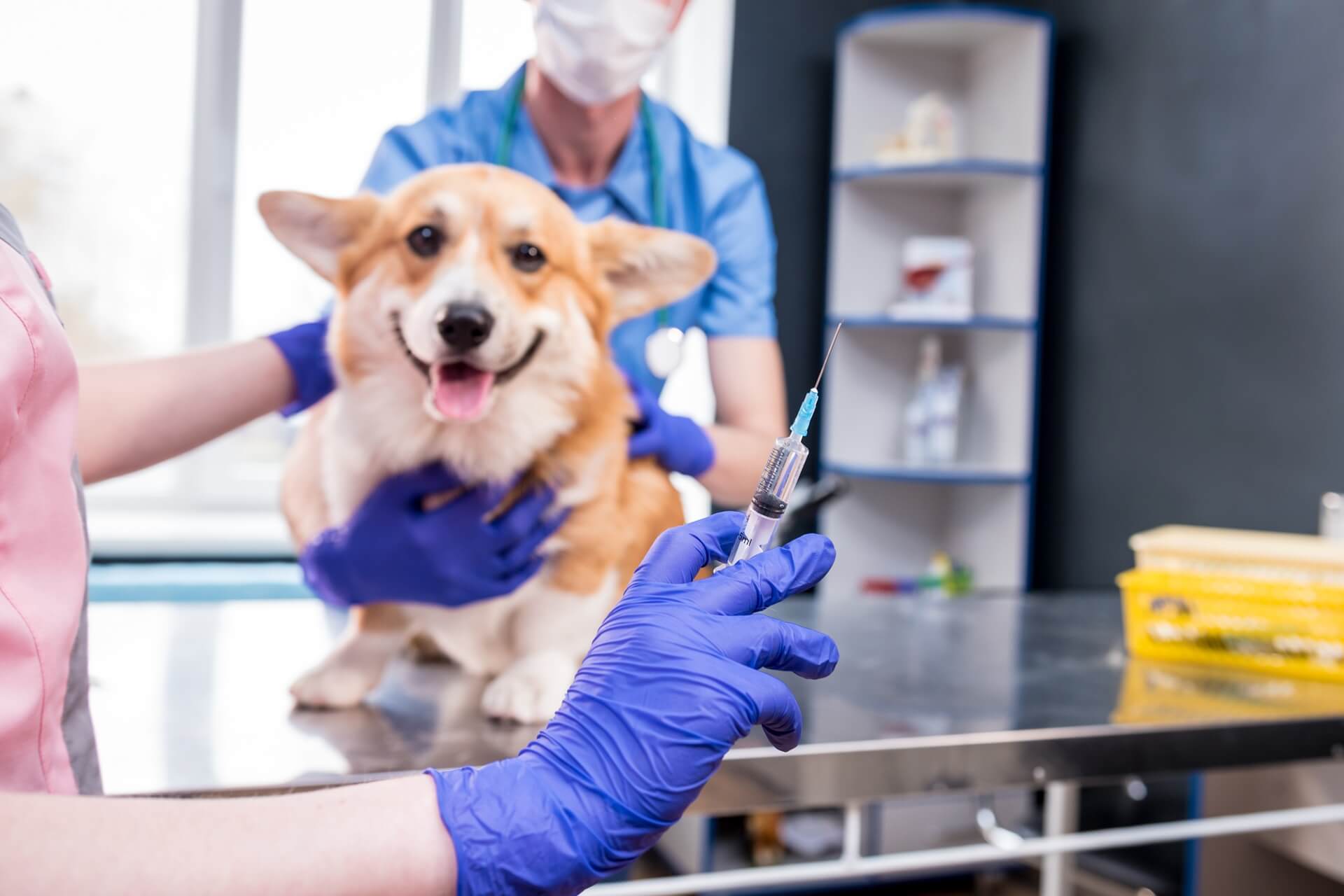 Pet Vaccinations In Brighton, CO 80601 Bridge Street Veterinary Clinic