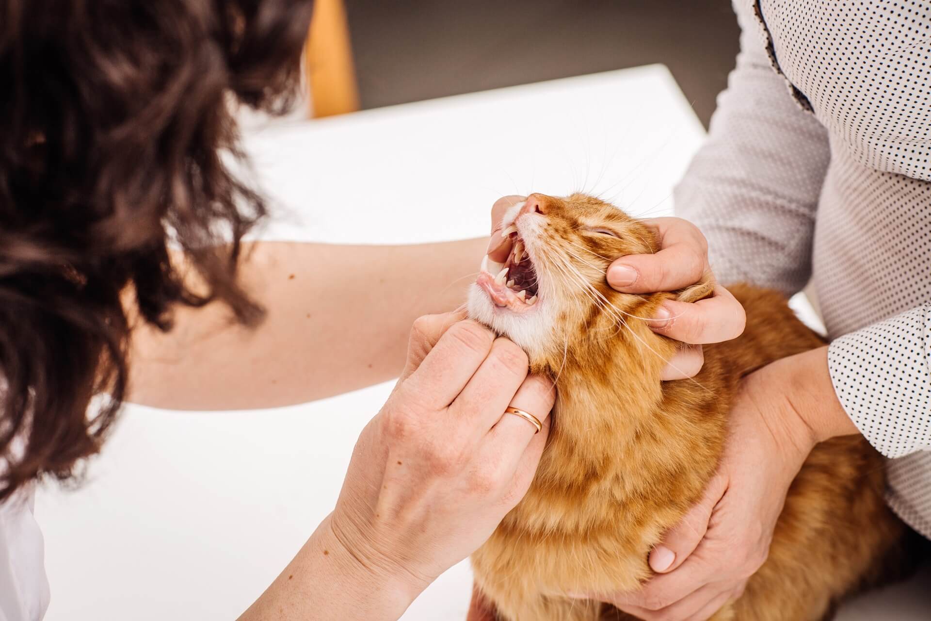 Pet Dental Care In Brighton, CO 80601 Bridge Street Veterinary Clinic