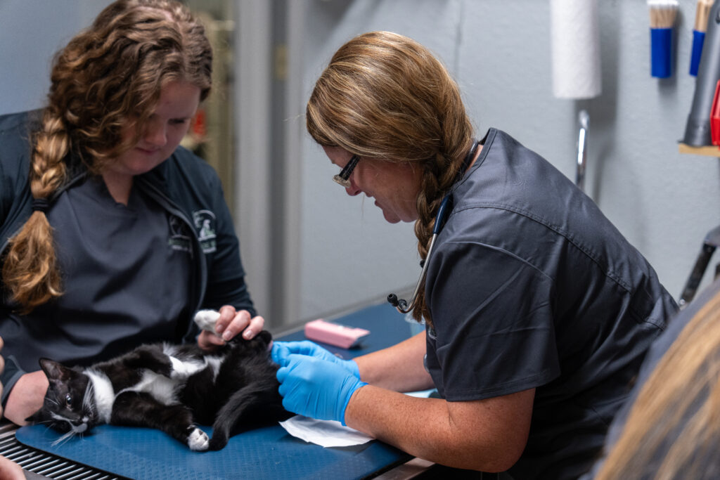 Best Veterinary Clinic In Brighton, CO | Bridge Street Veterinary Clinic