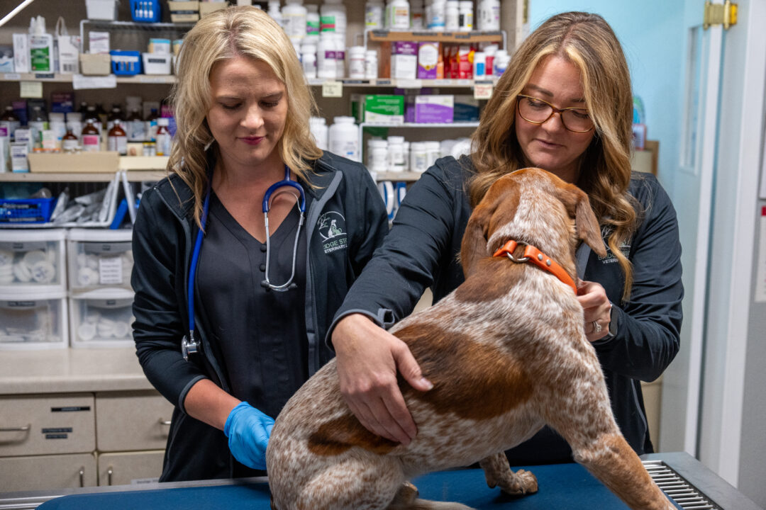 Best Veterinary Clinic In Brighton, CO | Bridge Street Veterinary Clinic